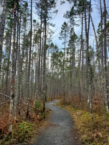 2023 Best Forest Trails in Nine Mile River | AllTrails