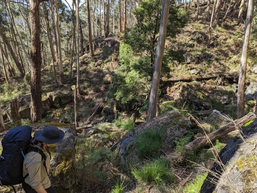 Best Hikes and Trails in Mount Cole State Forest | AllTrails