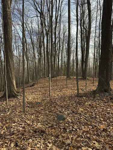 Best Hikes and Trails in Camillus Forest Unique Area | AllTrails