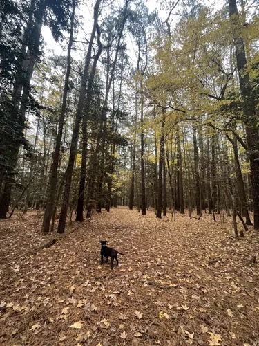 Best Hikes and Trails in Magothy Bay Natural Area Reserve | AllTrails