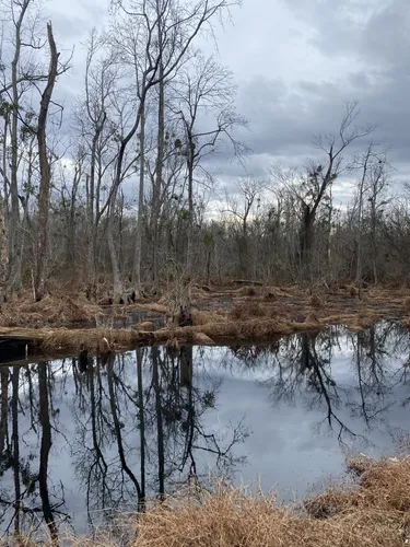 Best Trail Running Trails in Great Dismal Swamp National Wildlife ...