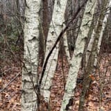 Goodwin Trail, Connecticut - 281 Reviews, Map | AllTrails