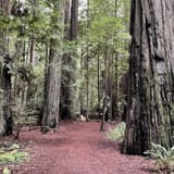 Founders Grove Nature Trail, California - 1,024 Reviews, Map | AllTrails