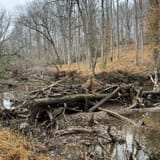 Difficult Run Trail, Virginia - 694 Reviews, Map | AllTrails