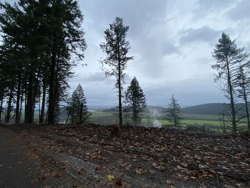 Best Hikes and Trails in Dunn State Forest | AllTrails