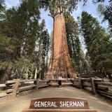 General Sherman Tree Trail, California - 2,720 Reviews, Map | AllTrails