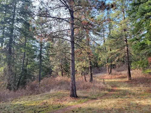 Best Hikes and Trails in McKenzie Conservation Area | AllTrails