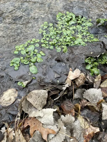 Best Hikes and Trails in Mound Springs Park | AllTrails