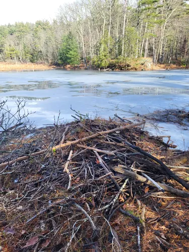 Best Hikes and Trails in Catamount State Forest | AllTrails