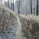 Larch Mountain Trail, Oregon - 719 Reviews, Map | AllTrails