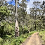 Goldfields Track, Victoria, Australia - 83 Reviews, Map | AllTrails