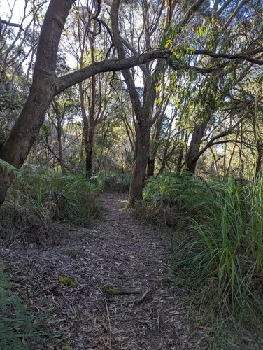 Best Hikes and Trails in Whipstick Gully Natural Features Reserve ...