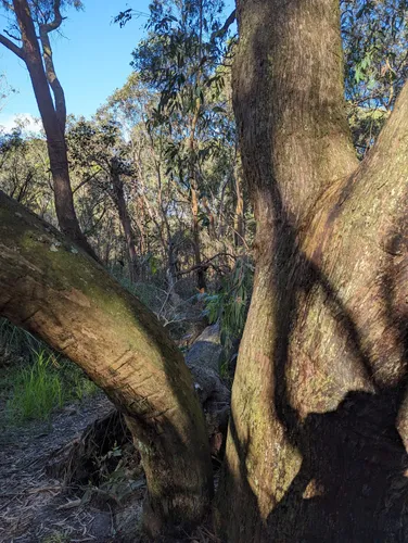 Best Hikes and Trails in Whipstick Gully Natural Features Reserve ...