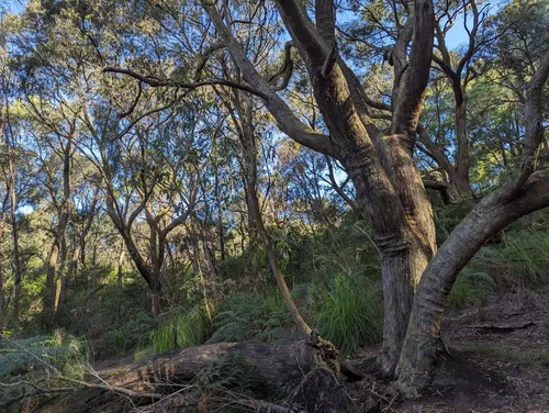 Best Hikes and Trails in Whipstick Gully Natural Features Reserve ...