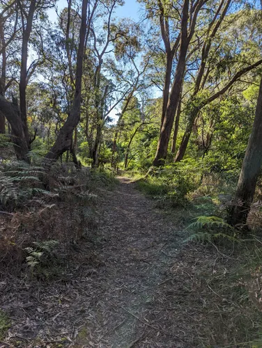 Best Hikes and Trails in Whipstick Gully Natural Features Reserve ...