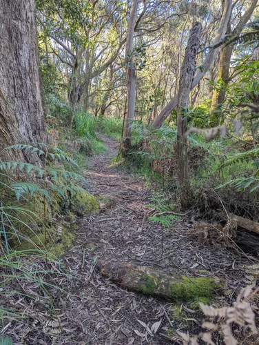 Best Hikes and Trails in Whipstick Gully Natural Features Reserve ...