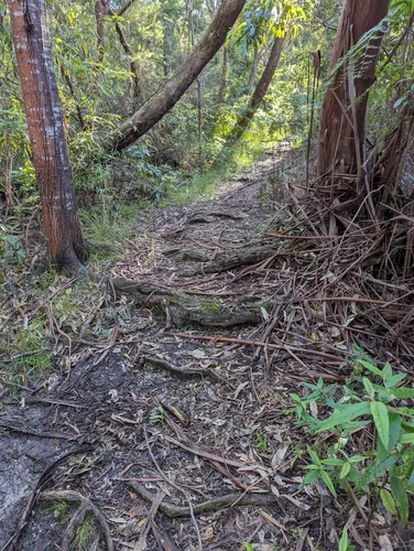 Best Hikes and Trails in Whipstick Gully Natural Features Reserve ...