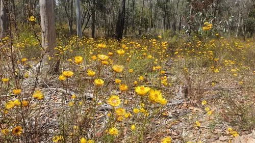 Best Hikes and Trails in Muckleford Bush Reserve | AllTrails