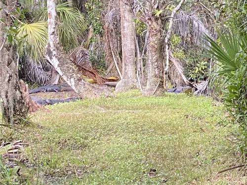 Best 10 Hiking Trails in Fakahatchee Strand Preserve State Park | AllTrails