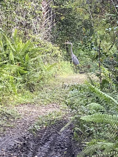 Best Hikes and Trails in Fakahatchee Strand Preserve State Park | AllTrails