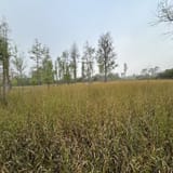 Conner Preserve Western Loop, Florida - 108 Reviews, Map | AllTrails