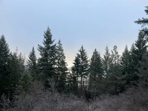 Best Forest Trails in Hayden | AllTrails