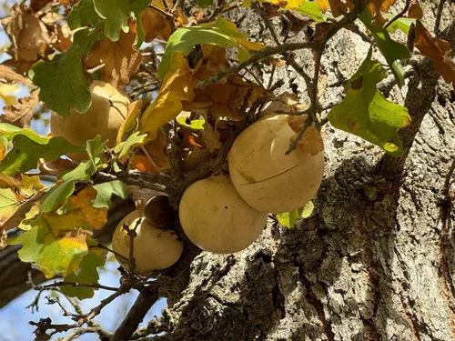 Best Hikes and Trails in Shadow Cliffs Regional Recreation Area | AllTrails