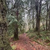 Cedar Butte Trail, Washington - 1,874 Reviews, Map | AllTrails