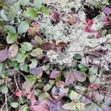 Red Creek Trail, West Virginia - 242 Reviews, Map | AllTrails