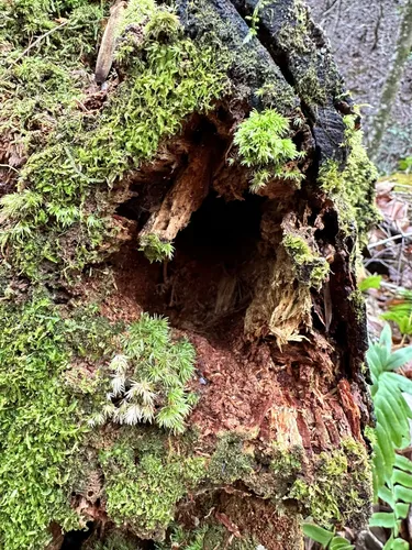 Best Views Trails in Hanging Dog Recreation Area | AllTrails