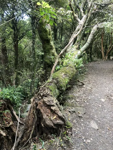 Best Hikes and Trails in Mount Cargill Scenic Reserve | AllTrails