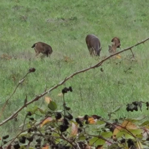 Best Forest Trails in Boring | AllTrails