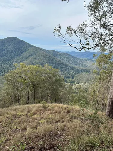 Best Wild Flowers Trails in Conondale National Park | AllTrails