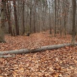 Bacon Ridge Trail: Phase 3, Maryland - 2,229 Reviews, Map | AllTrails