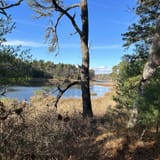 Mashpee River Woodlands North Trail, Massachusetts - 618 Reviews, Map ...