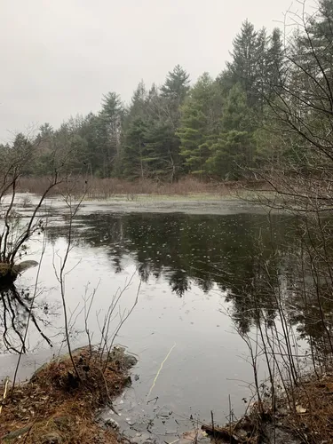 Best Forest Trails in Granville State Forest | AllTrails