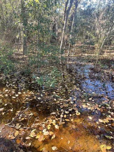 Best Hikes and Trails in Dixie Farm Road Park | AllTrails