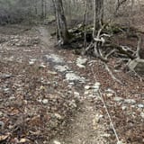 Window Cliffs Trail, Tennessee - 1,381 Reviews, Map | AllTrails