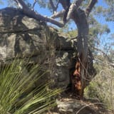 Kirrawee Bushwalk, New South Wales, Australia - 136 Reviews, Map ...