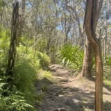 Kirrawee Bushwalk, New South Wales, Australia - 136 Reviews, Map ...