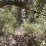 Kirrawee Bushwalk, New South Wales, Australia - 136 Reviews, Map ...