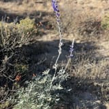 Blue Angels Peak Trail, California - 70 Reviews, Map | AllTrails