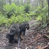 Tanglefoot Short Loop, Victoria, Australia - 334 Reviews, Map | AllTrails