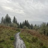 Fitton Green Natural Area Trail, Oregon - 381 Reviews, Map | AllTrails