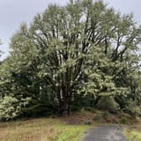 Fitton Green Natural Area Trail, Oregon - 381 Reviews, Map | AllTrails