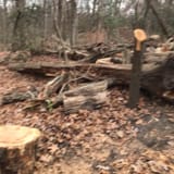 Crows Woods, New Jersey - 441 Reviews, Map | AllTrails