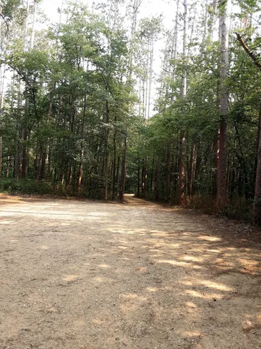 Best Hikes and Trails in Lowden-Miller State Forest | AllTrails