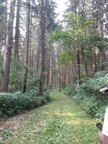 Best Hikes and Trails in Lowden-Miller State Forest | AllTrails