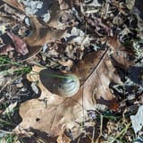 Chestnut Ridge Heritage Preserve Trail, South Carolina - 1,412 Reviews ...