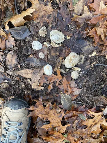 Best Hikes and Trails in Rose Lake State Wildlife Area | AllTrails